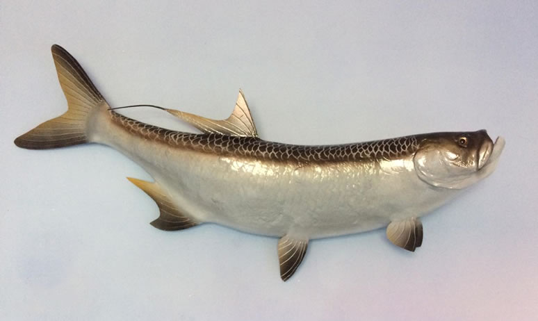 SABALO 1.30M | Pescados disecados